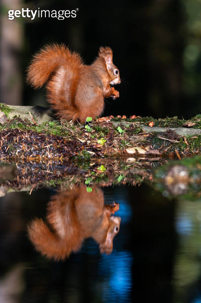 Rear view of a red squirrel holding a nut (1777832744) - 게티이미지뱅크