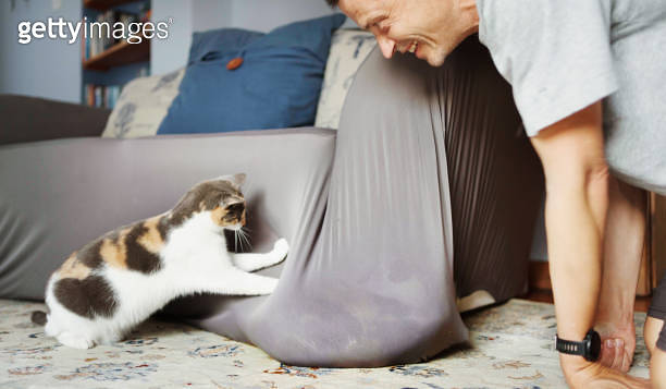 Smiling owner watching his cats playing together at home 이미지 ...