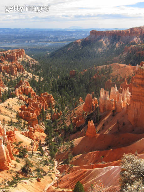View down a pine woodland filled Valley, surrounded by hoodoos, as seen ...