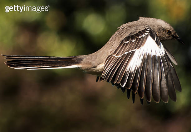 A Northern Mockingbird in flight 이미지 (1488479773) - 게티이미지뱅크