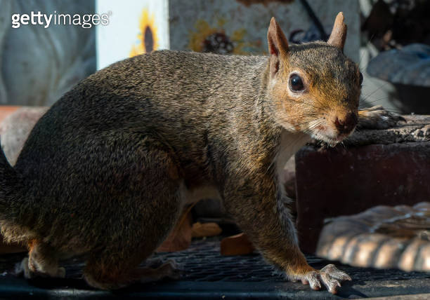 A Squirrel eating on the backyard deck. 이미지 (1785835164) - 게티이미지뱅크