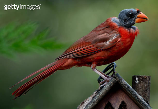 Molting Northern Cardinal on the bird feeder 이미지 (1574251246) - 게티이미지뱅크