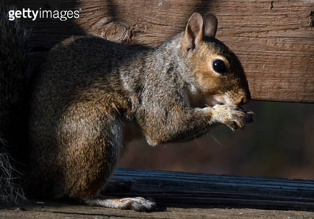 A Squirrel eating on the backyard deck. (1785834644) - 게티이미지뱅크