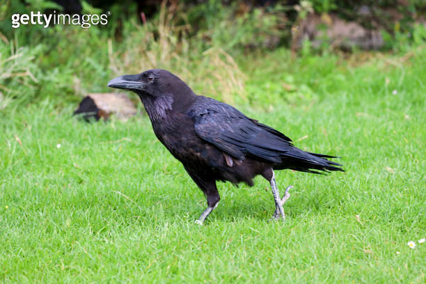 Raven (Corvus corax) during a raptor show (1842008110) - 게티이미지뱅크