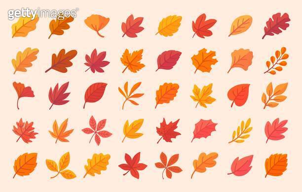 Autumn leaf collection Orange maple leaves in autumn simple design 이미지 ...