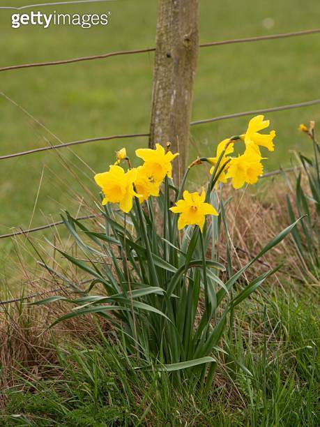 Daffodils & Wooden Fence Post. 이미지 (1482859216) - 게티이미지뱅크