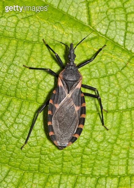 Eastern Bloodsucking Conenose Kissing Bug (Triatoma sanguisuga) on a ...