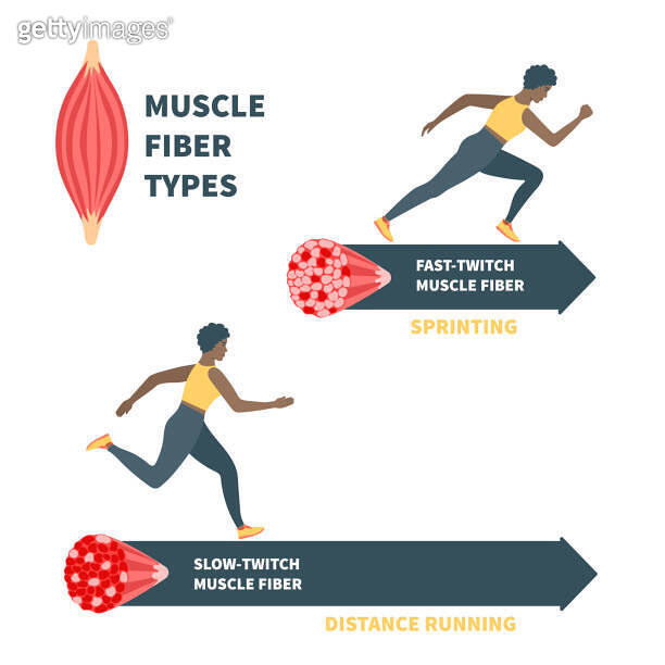 Slow twitch and fast twitch muscle fiber types illustration 이미지 ...