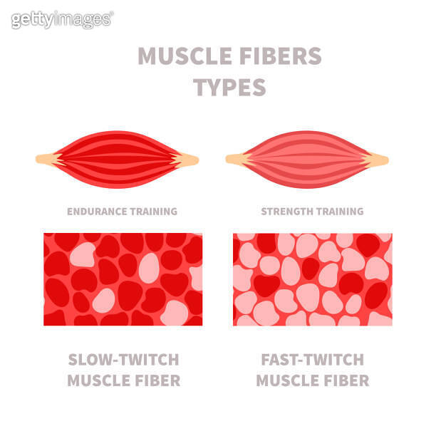 Slow twitch and fast twitch muscle fiber types illustration 이미지 ...