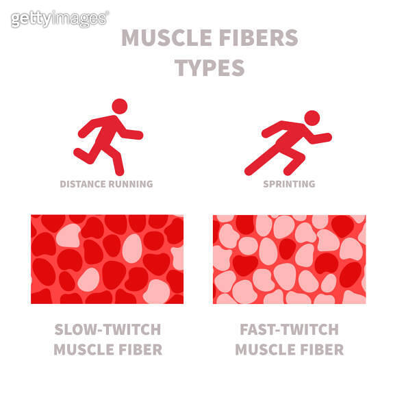 Slow twitch and fast twitch muscle fiber types illustration (1778105283 ...