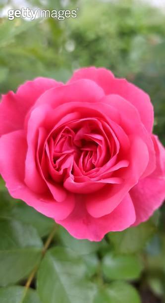 Pink rose core, top view 이미지 (1461615393) - 게티이미지뱅크