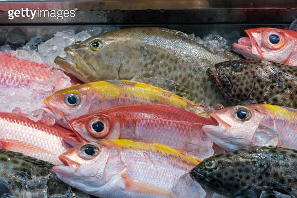 colorful edible fish 이미지 (1801912088) - 게티이미지뱅크