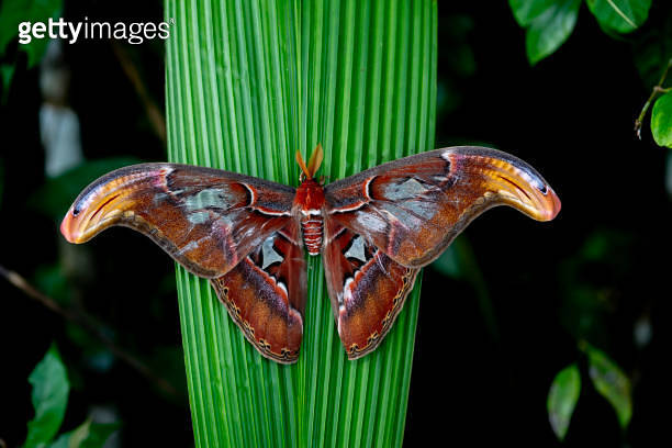 The largest moth in the world (Atlas moth) 이미지 (1757388954) - 게티이미지뱅크 The largest moth in the world (Atlas moth) 이미지 (1757388954) - 게티이미지뱅크
