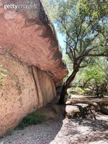 Tree growing between rocks in Valley of Fire State Park. Overcome ...