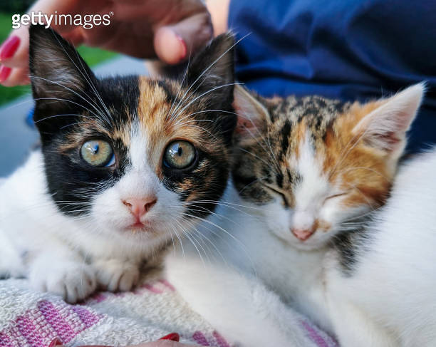 Two of the kitties 이미지 (1800389439) - 게티이미지뱅크