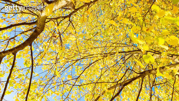 View of the sky through the branches of tree branches. Autumn ...