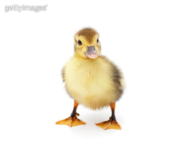 One yellow duck. (1717056680) - 게티이미지뱅크