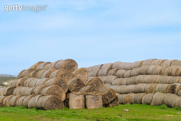 Hay storage with harvested bales of hay for cattle. Agricultural ...