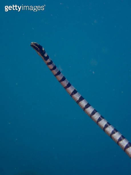 The black-banded sea krait (Laticauda semifasciata), Chinese sea snake ...