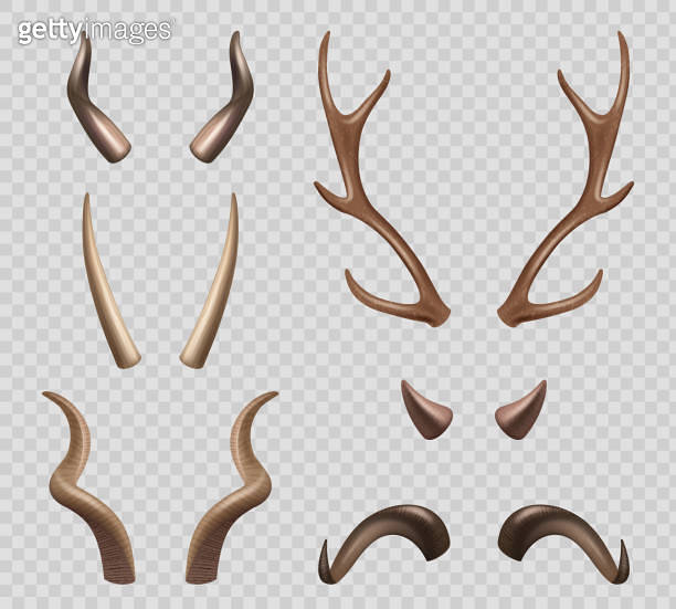 Animals horns. Moose sheep goat different types of horns decent vector ...