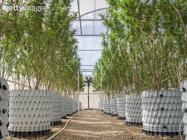 Cannabis commercial growing operation in the greenhouse 이미지 (1757643495 ...