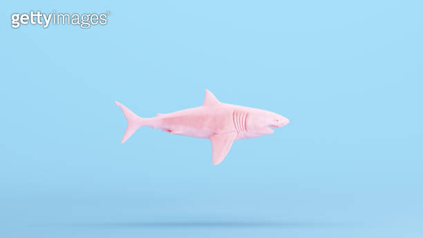 Pink Shark Great White Shark Jaws Teeth Predator Hunter Killer Man ...