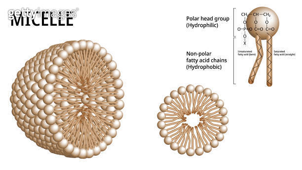 Micelle Structure of Phospholipid Molecule - Lipid Bilayer - Membrane ...