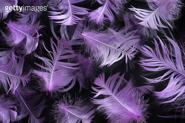 Purple feathers floating in the dark 이미지 (1710485639) - 게티이미지뱅크