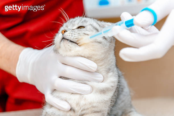 The vet gives the drug to the cat with a syringe.Cat is receiving ...