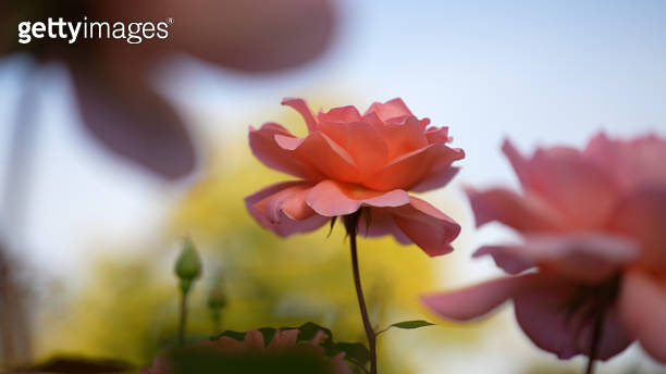 Pink rose in shallow focus. 이미지 (1729611765) - 게티이미지뱅크