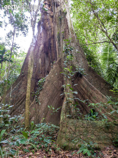 Large Tree Trunk In Peru Amazon Rainforest 이미지 (1722479439) - 게티이미지뱅크