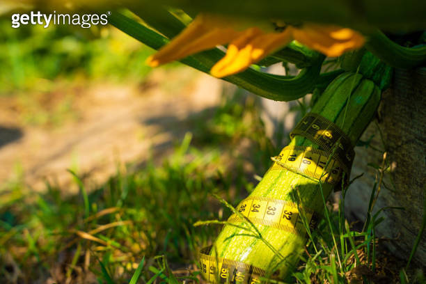 Assessing the zucchini harvest with a measuring tape, close-up ...