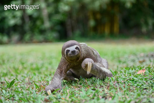 Three toed sloth walking on the ground 이미지 (1476330411) - 게티이미지뱅크