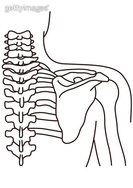 Structural line drawing of the human cervical vertebrae and scapula ...