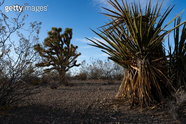 This photo features a solitary Joshua tree standing tall in the desert ...