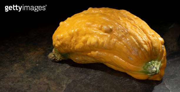 Yellow squash that's grown short and fat 이미지 (1471462492) - 게티이미지뱅크