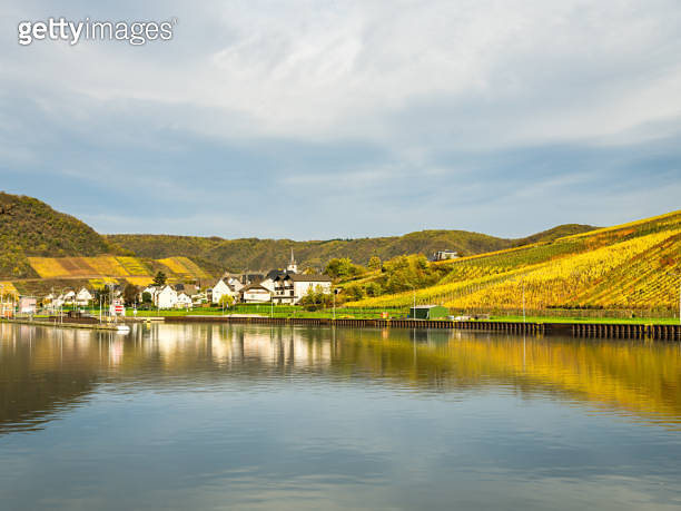 Briedern village on Moselle riverbank and colorful vineyards during ...
