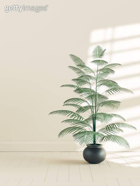 Single potted plant on the ground in a white room. Single house plant ...