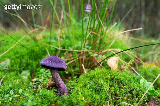 Closeup of Cortinarius violaceus, commonly known as violet webcap or ...