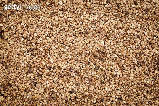 Honey Process, Cherry coffee beans, Coffee Processing ,Natural Dry ...