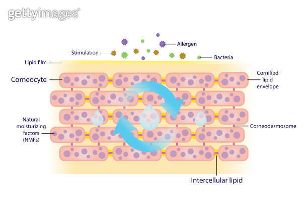 The mechanism of moisturizing corneocyte vector illustration isolated ...
