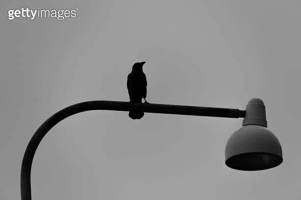 Low angle view of bird perching on street light against clear sky 이미지 ...