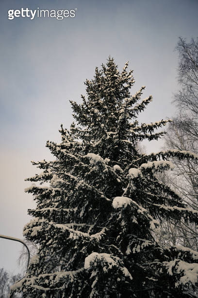 Low angle view of tree against sky during winter 이미지 (1832403003) - 게티이미지뱅크
