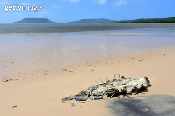 Rotting carcass of dead sea turtle lying on empty beach in Cap York ...