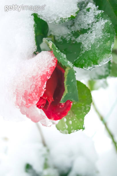 Red rose under the snow. Snow covered the bud of the red rose. Early ...
