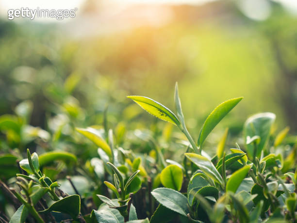 Green tea tree leaves field Fresh young tender bud herbal in farm on ...
