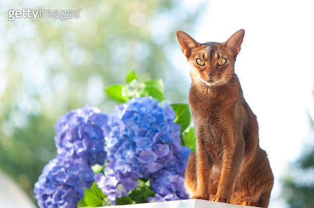Abyssinian cat, sitting on a terrace with flowers blue hydrangea. High ...
