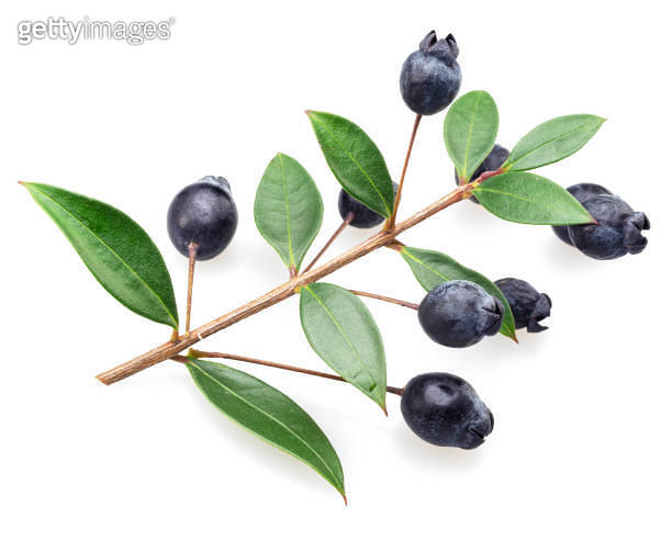 Myrtle branch with leaves and berries isolated on white background. 이미지 ...
