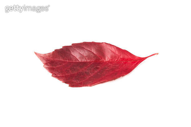 Red leaf falling from a tree on a white background 이미지 (1513483032 ...