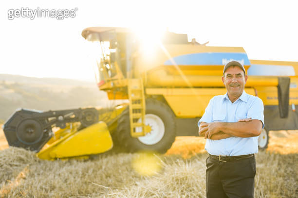 farmer man with tied arms reaping wheat with combine harvester in his ...